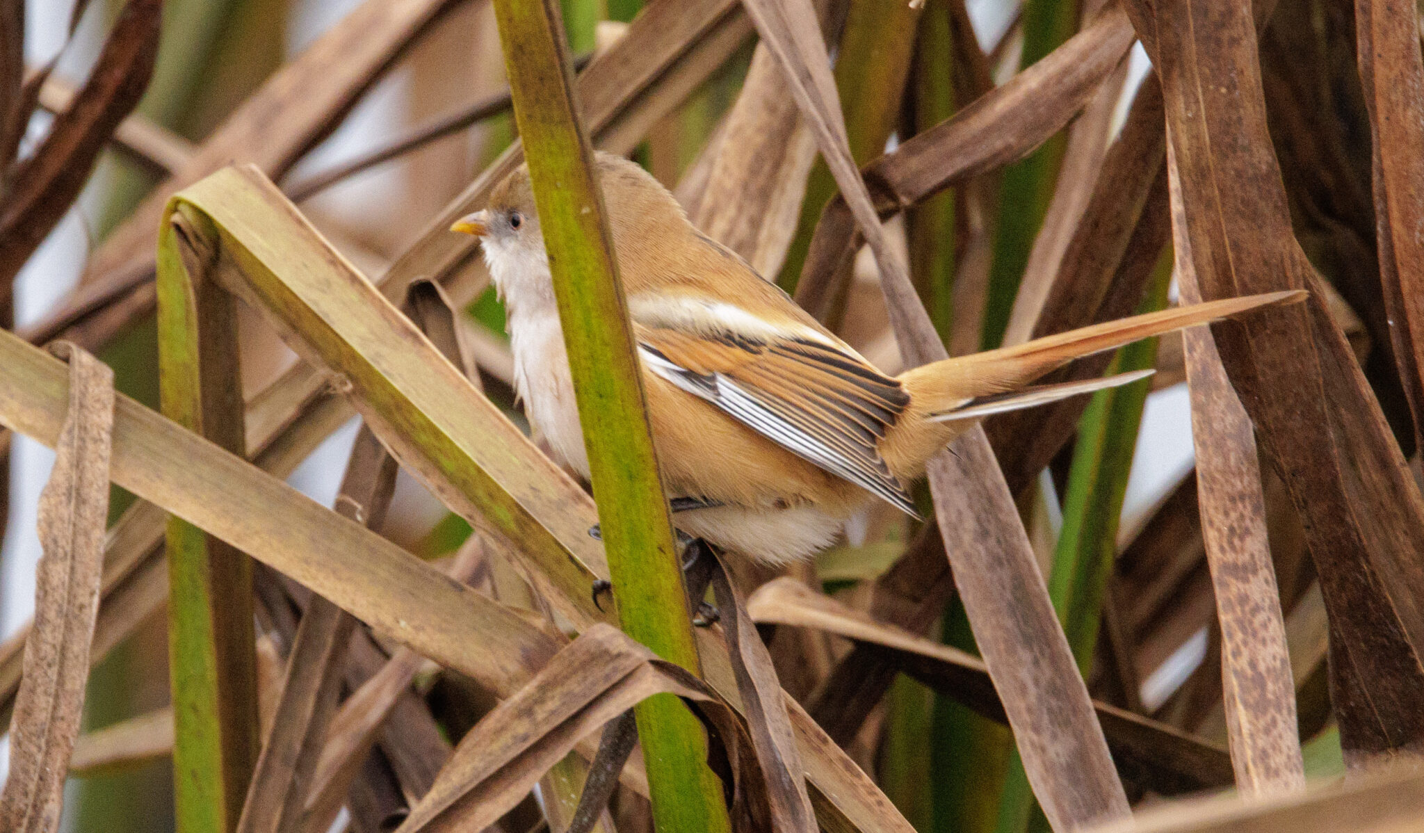 Bird Sightings - Notts County Sailing Club